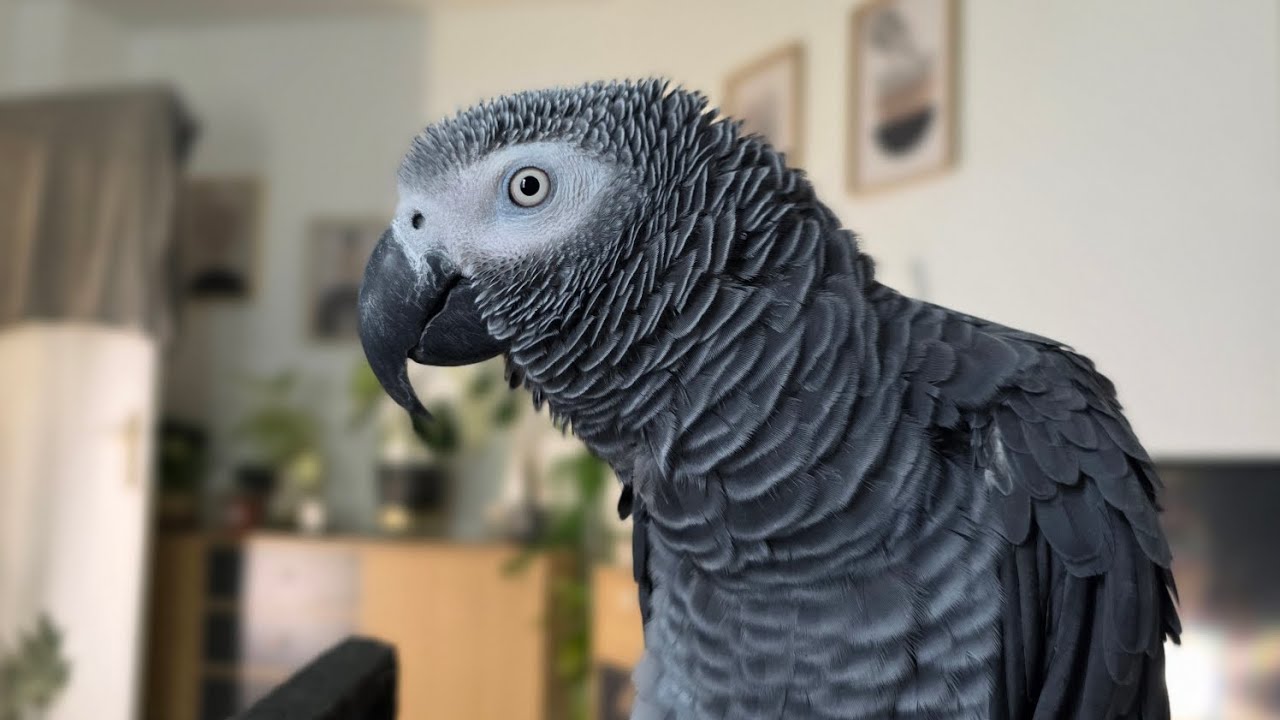 Bubu le perroquet hilarant 🤣🙈 - YouTube