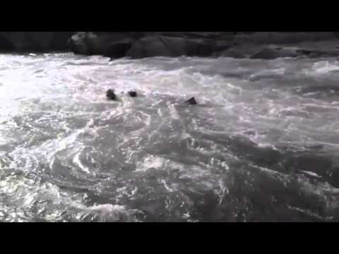 Canoe Disaster - YouTube