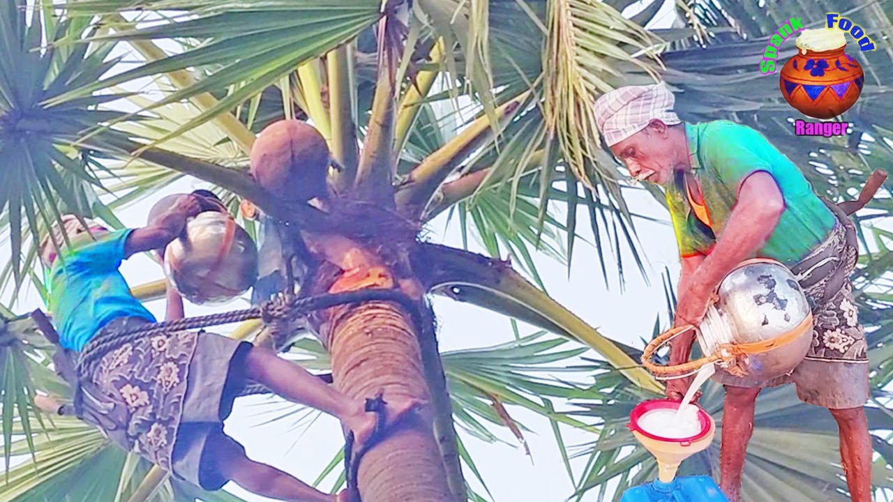 How to Harvest Toddy Palm Sap from Palmyra Palm Trees | A Guide to ...