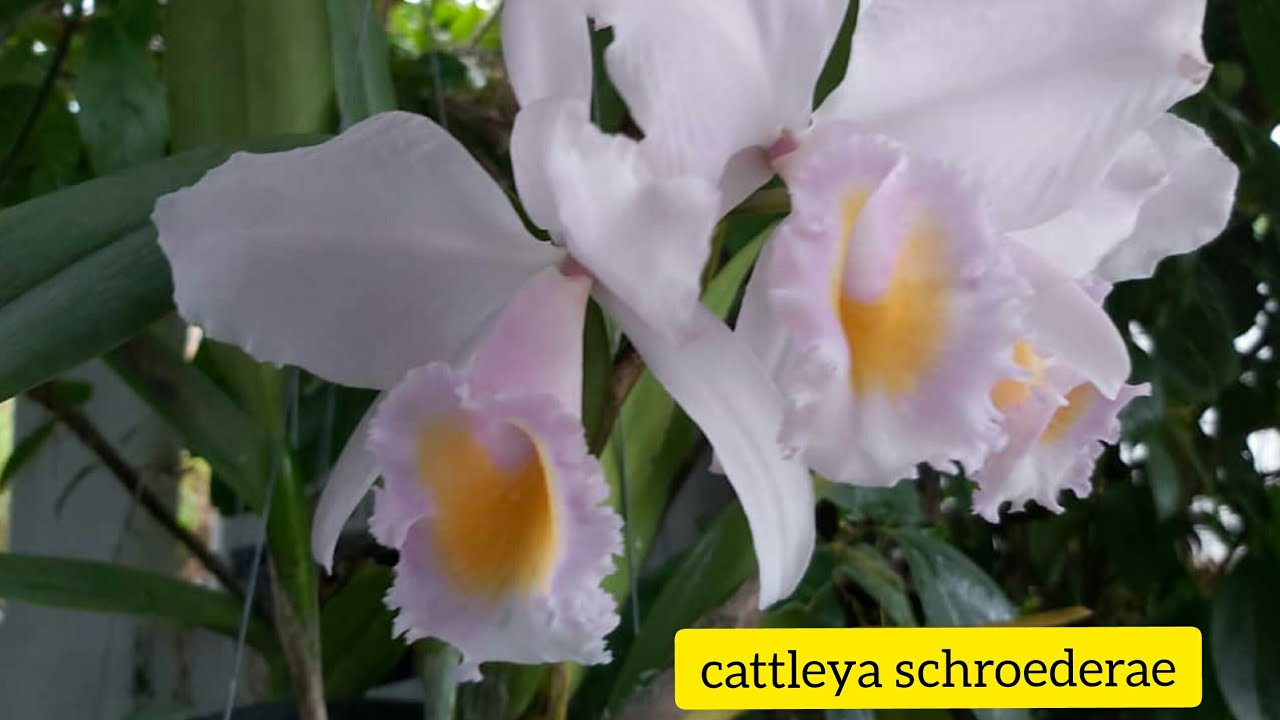 Cattleya schroederae - YouTube