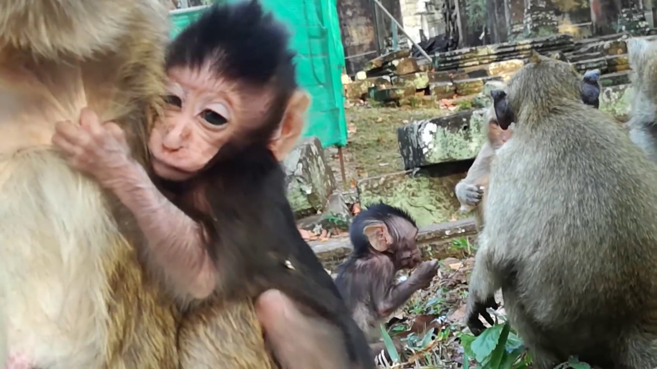 It cries so hurt, Newborn monkey cry loudly, It looks pity for newborn ...