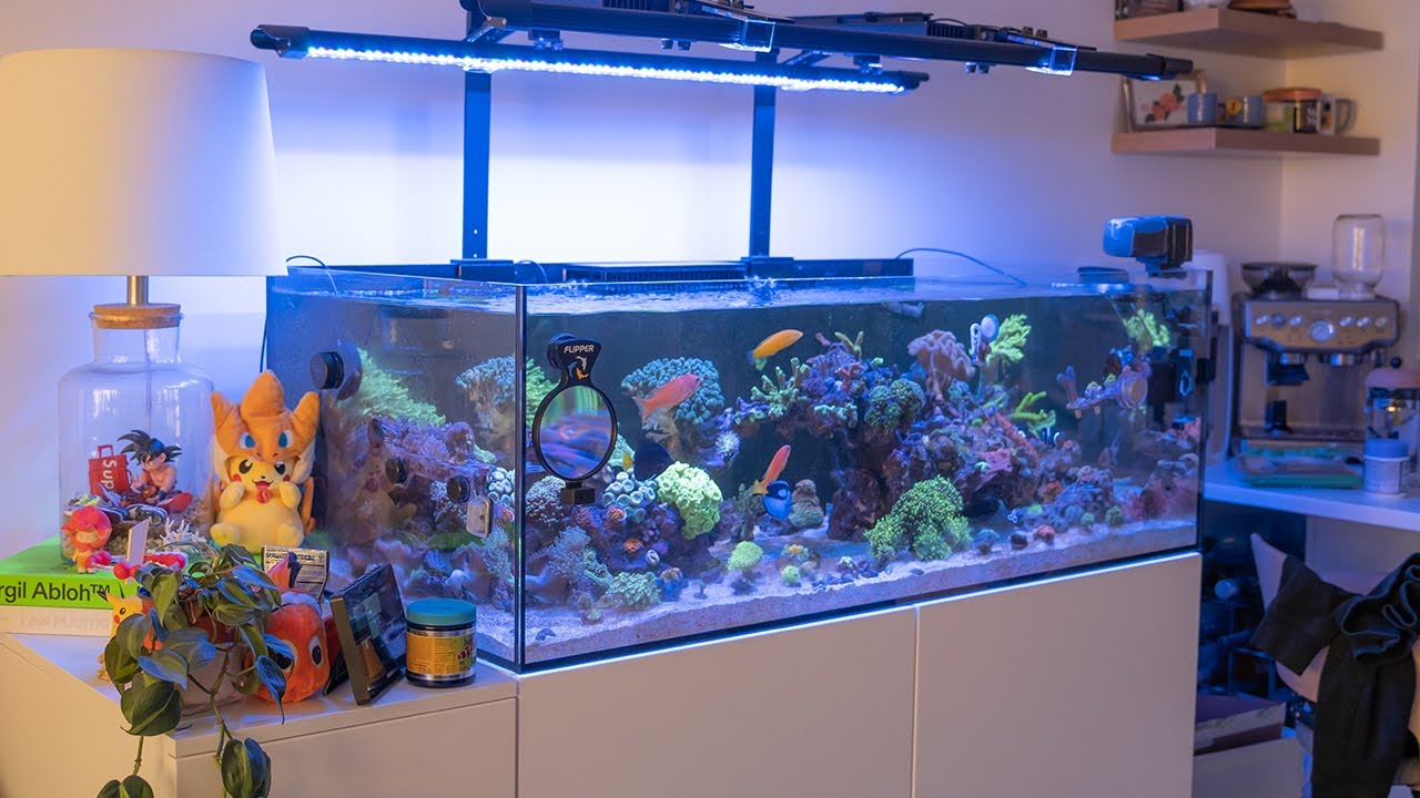 New Reef Tank Build - Waterbox 105.4 Frag - Part 8 Adding Clean Up Crew ...