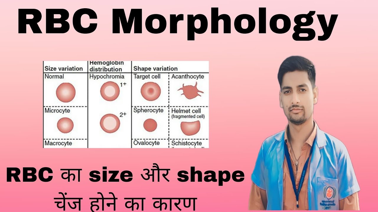 RBC Shape and Size | Red Blood Cells Shape - YouTube