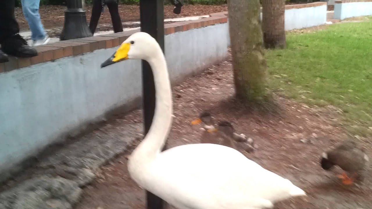 Smart Swan @ Lake Eola - YouTube