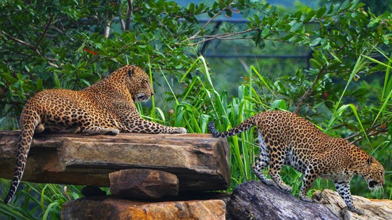 Explore Sri Lanka's Pinnawala Zoo 🇱🇰 - YouTube