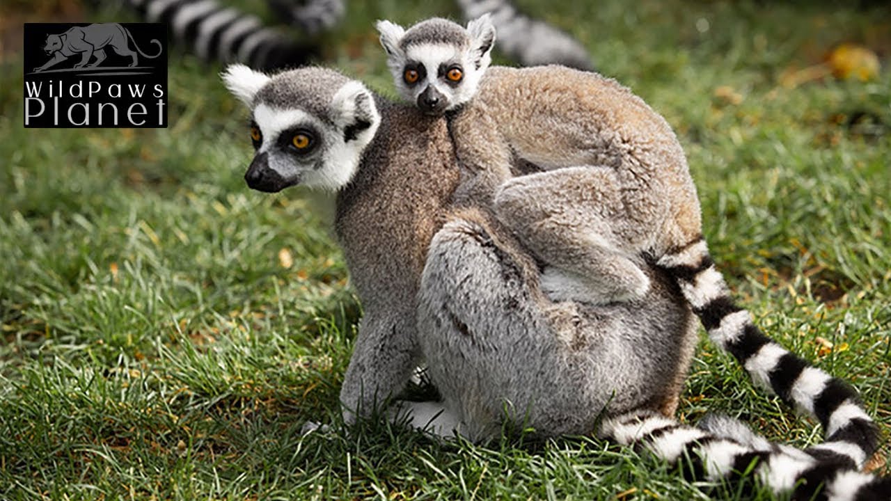 Ring-Tailed Lemur: The Striped Primate - YouTube
