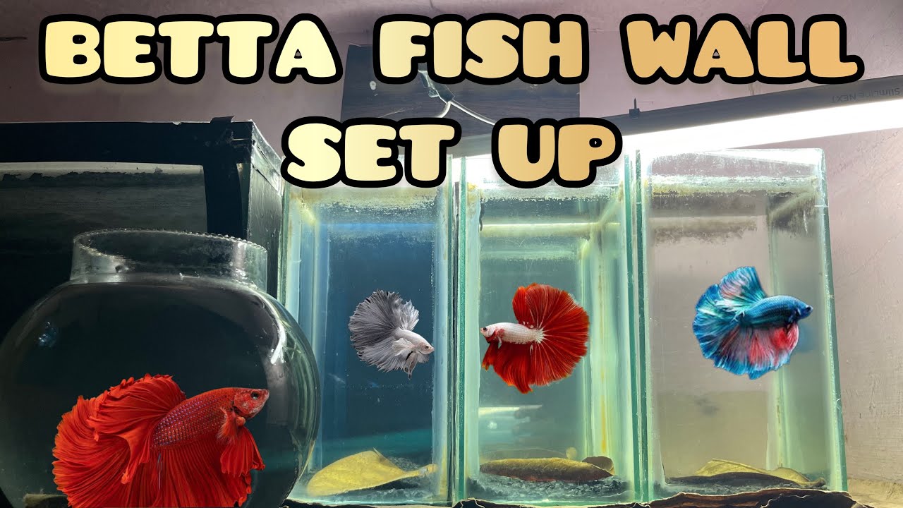 🤯FISH TANK SET UP || Betta Fish Wall || Full moon betta fish || Betta ...