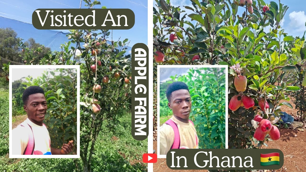 Apple Farm in Ghana. Shocking as Sermon Quoffie came across an apple ...