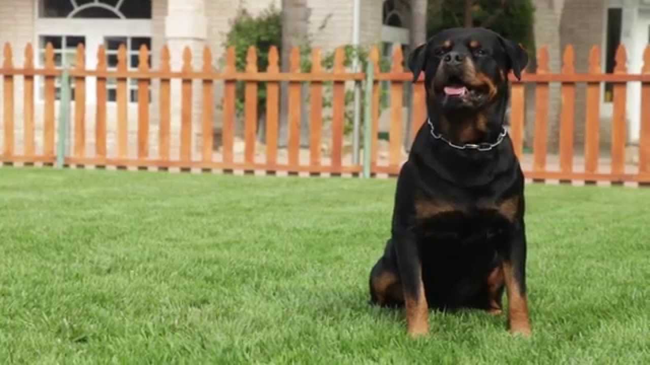 ROTTWEILERS: A BRIEF HISTORY OF THE BREED - YouTube