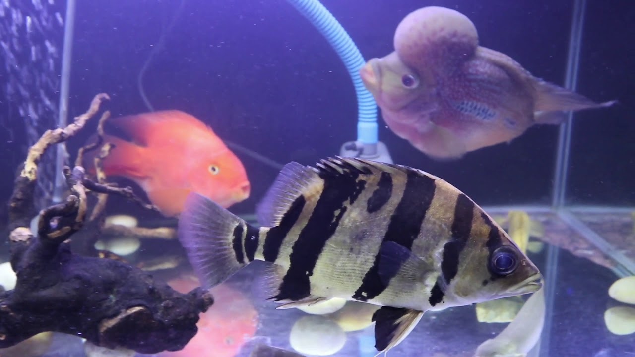 Unboxing Datz Tiger Fish Indonesia - YouTube