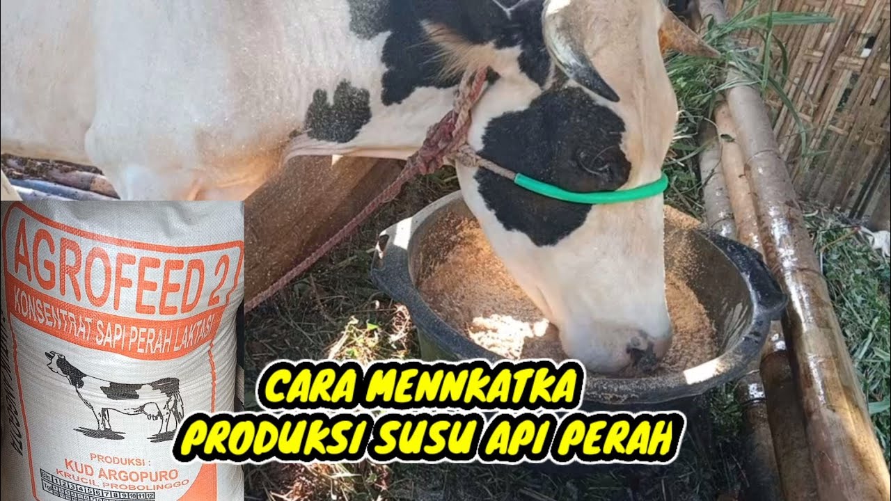 cara meningkatkan produksi susu sapi - YouTube