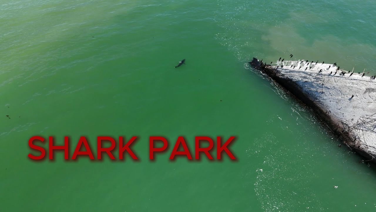 SHARK PARK - YouTube