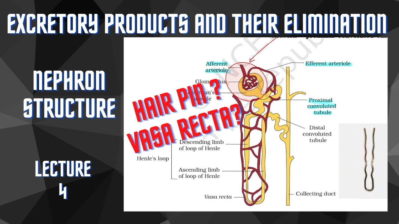 NEPHRON STRUCTURE - EXCRETORY PRODUCTS AND THEIR ELIMINATION | NCERT ...