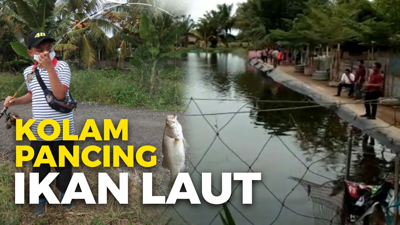 Pemancingan Ikan Laut - Kolam Pancing - YouTube