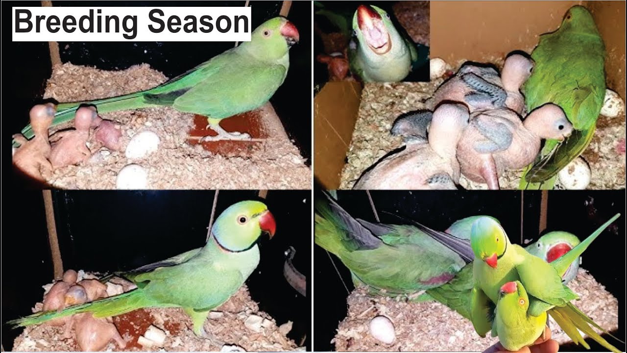 Breeding Season For All Parrot 2025 | Breeding Season | Raw Parrot ...