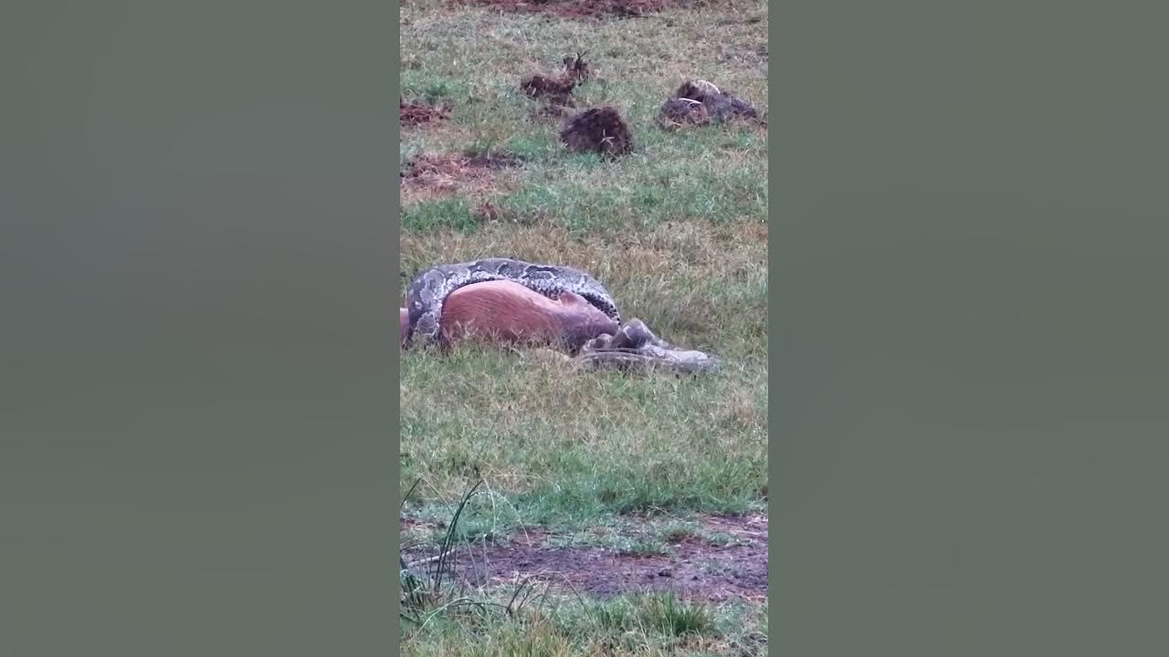 Rock Python Regurgitates and Gets Impaled By Impalas Horns - YouTube