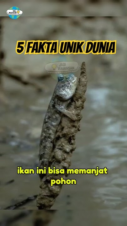 5 FAKTA UNIK DUNIA 😱‼️#faktaunik #faktadunia #fakta #shorts - YouTube