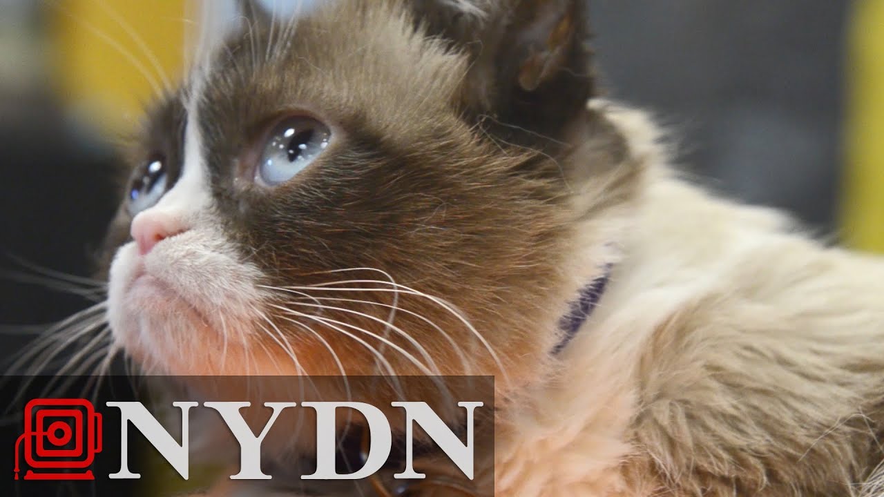 Nala Cat Meets Grumpy Cat