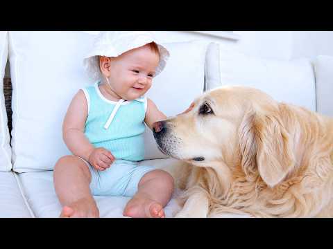 Golden Retriever Shows Baby Pure Love