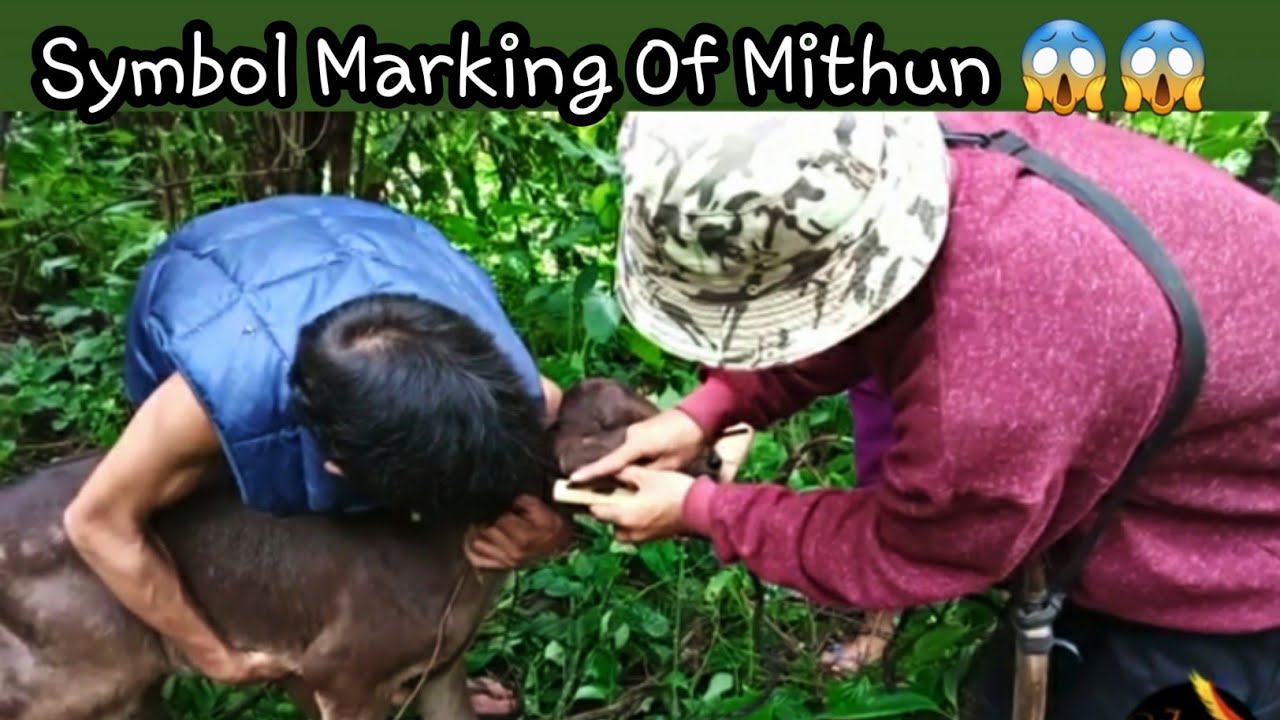 Symbolic Marking of Mithun 🐃🐃#Arunachal pradesh #Northeast - YouTube