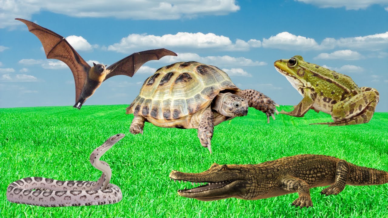 In the Shadow of the Rivers: The Secret Lives of Snakes, Bats ...