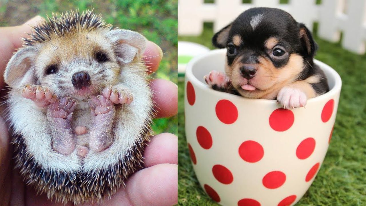 Most CUTE and funny pets!🥹😻 - YouTube