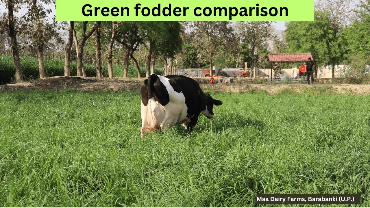 Green Fodder Comparison || Maa Dairy Farms Barabanki (U.P.) Mob ...