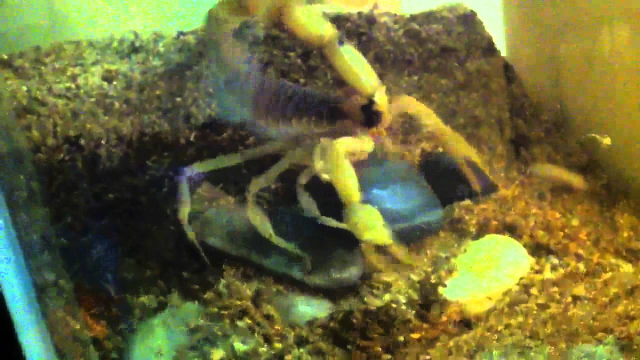 Strong scorpion moves big rock - YouTube
