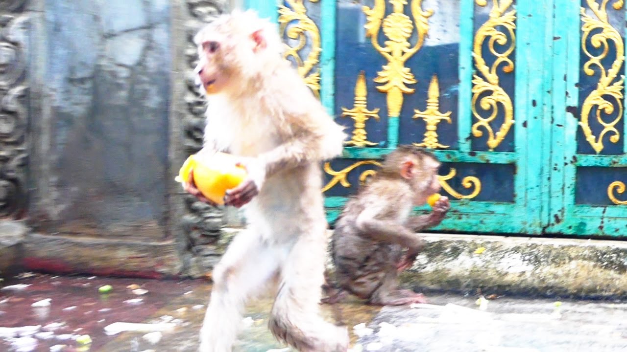 MOKA runs escaping from juvenile monkeys, MOKA is afraid of losing ...