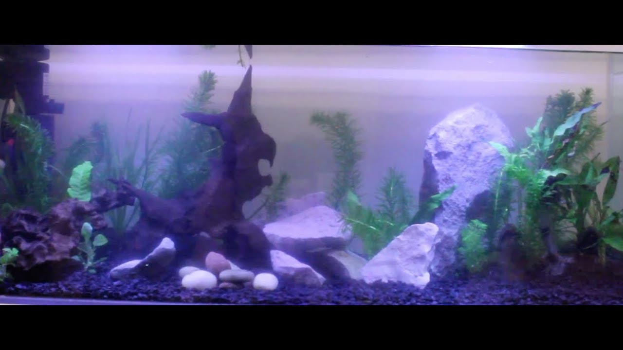 Re-scaping and Replanting my 33 Gallon aquarium! - YouTube