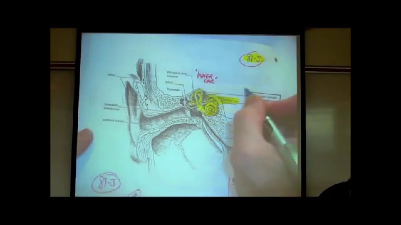 THE EAR; the Anatomy & Physiology of Hearing by Professor Fink - YouTube