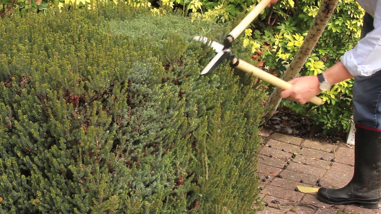 How to use: Hedge and Bush Shaping Shears (Long handles) by Japeto ...