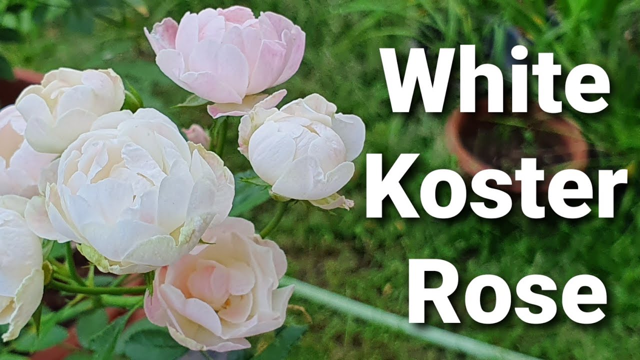 White Koster Rose an overview - YouTube