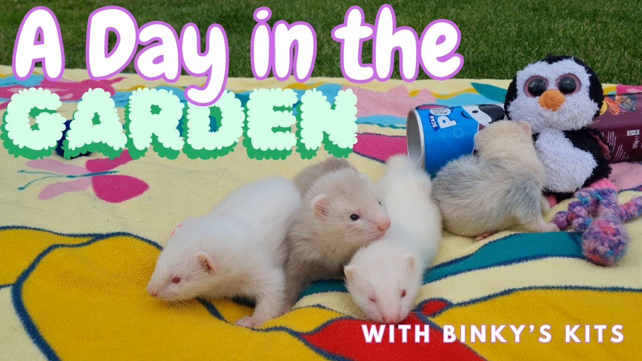 Adorable 5 Week Old Baby ANGORA Ferrets - Garden Tea Party! - YouTube
