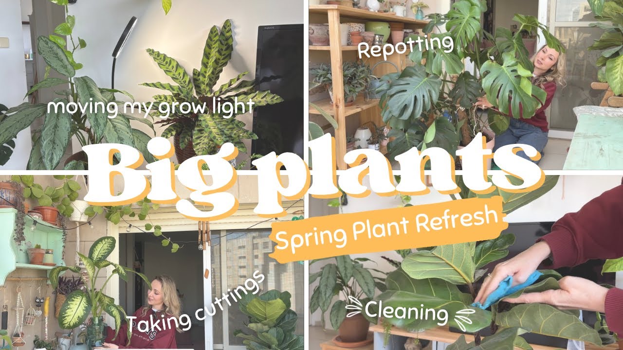 Spring Plant Makeover: Repotting, Restyling, and Care Tips for My ...