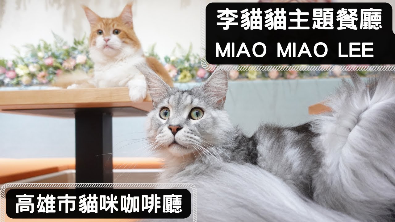 美輪美奐的貓咪咖啡廳，竟然還是吃到飽餐廳！｜MIAO MIAO LEE 李貓貓主題餐廳 高雄市新興區 - YouTube