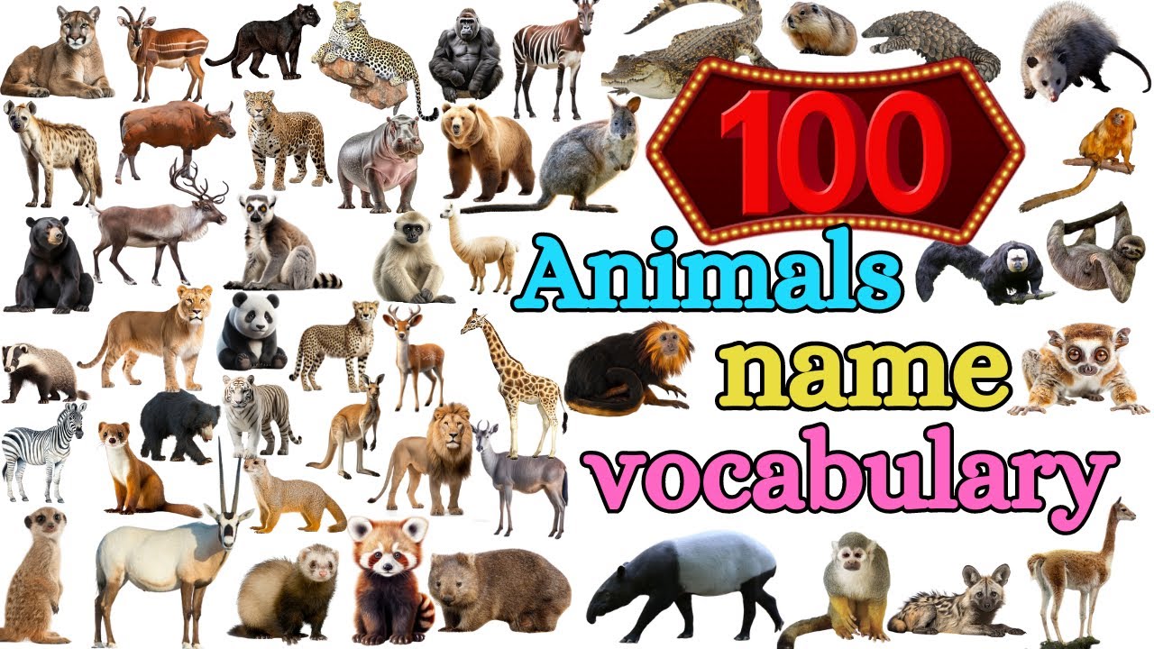 100 Wild animals name vocabulary/Animals name (@Littlekidsworld) - YouTube
