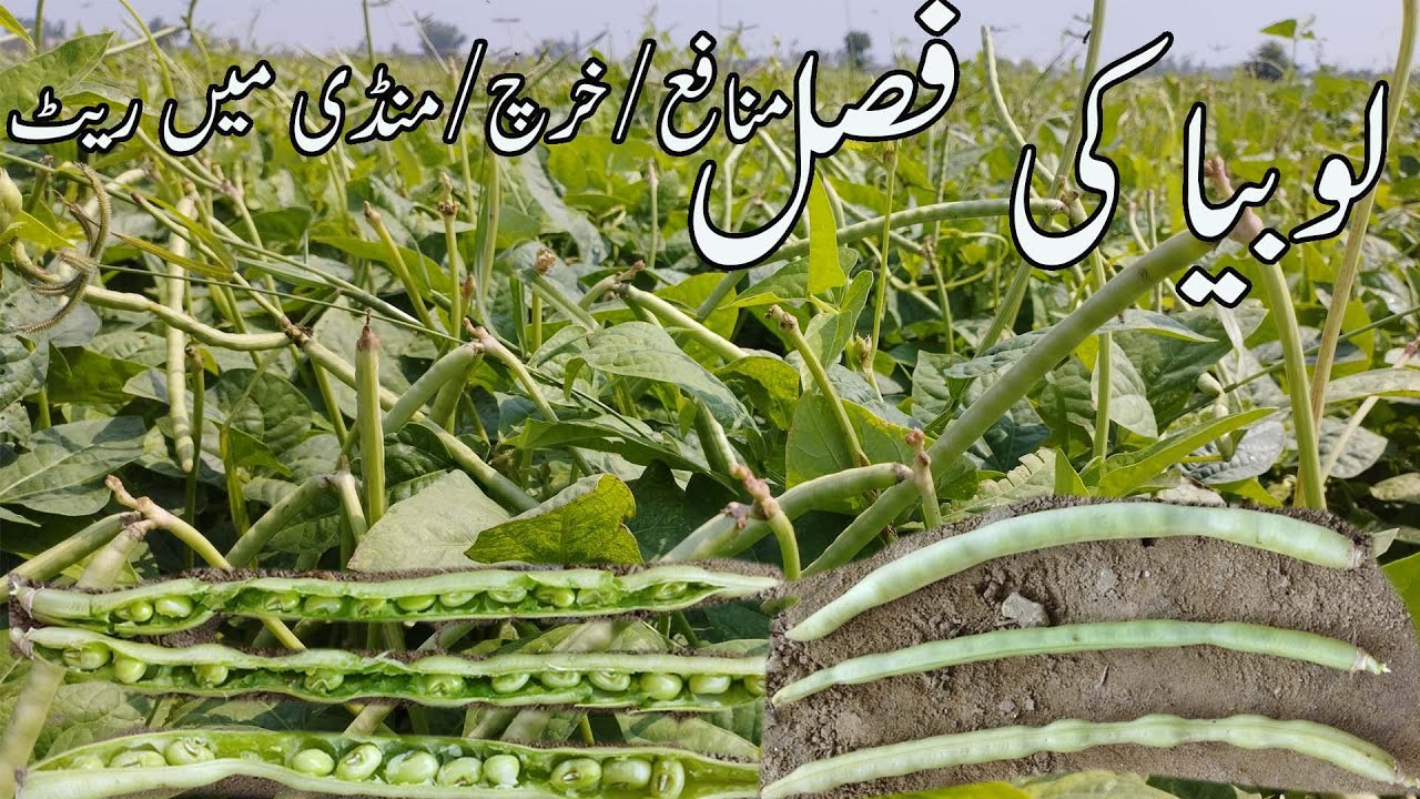 Lobia لوبیا, beans crop farming cultivation and profits, How to grow ...