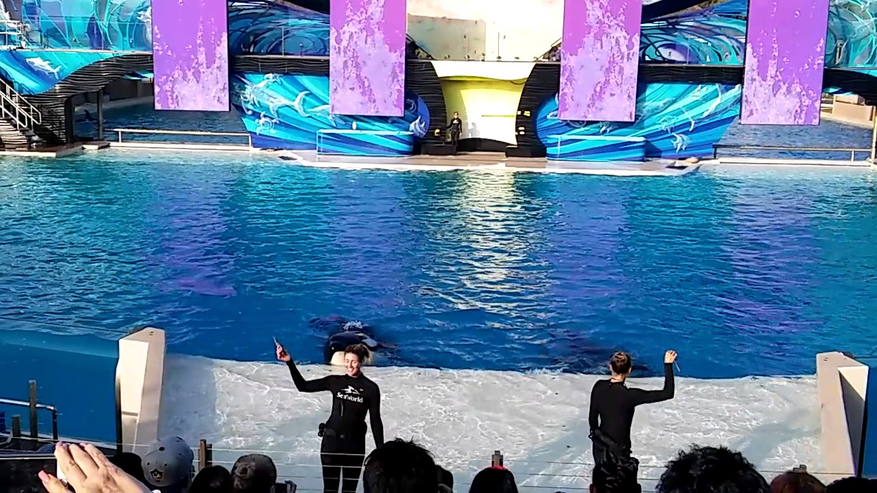 Samu splash sea world CA 2016 - YouTube
