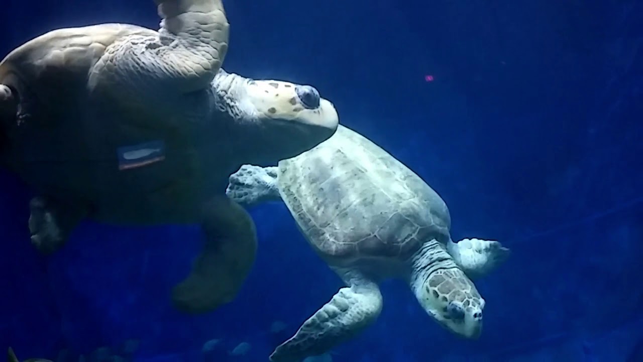We met Sea Turtle @ Disney Epcot Aquarium - YouTube