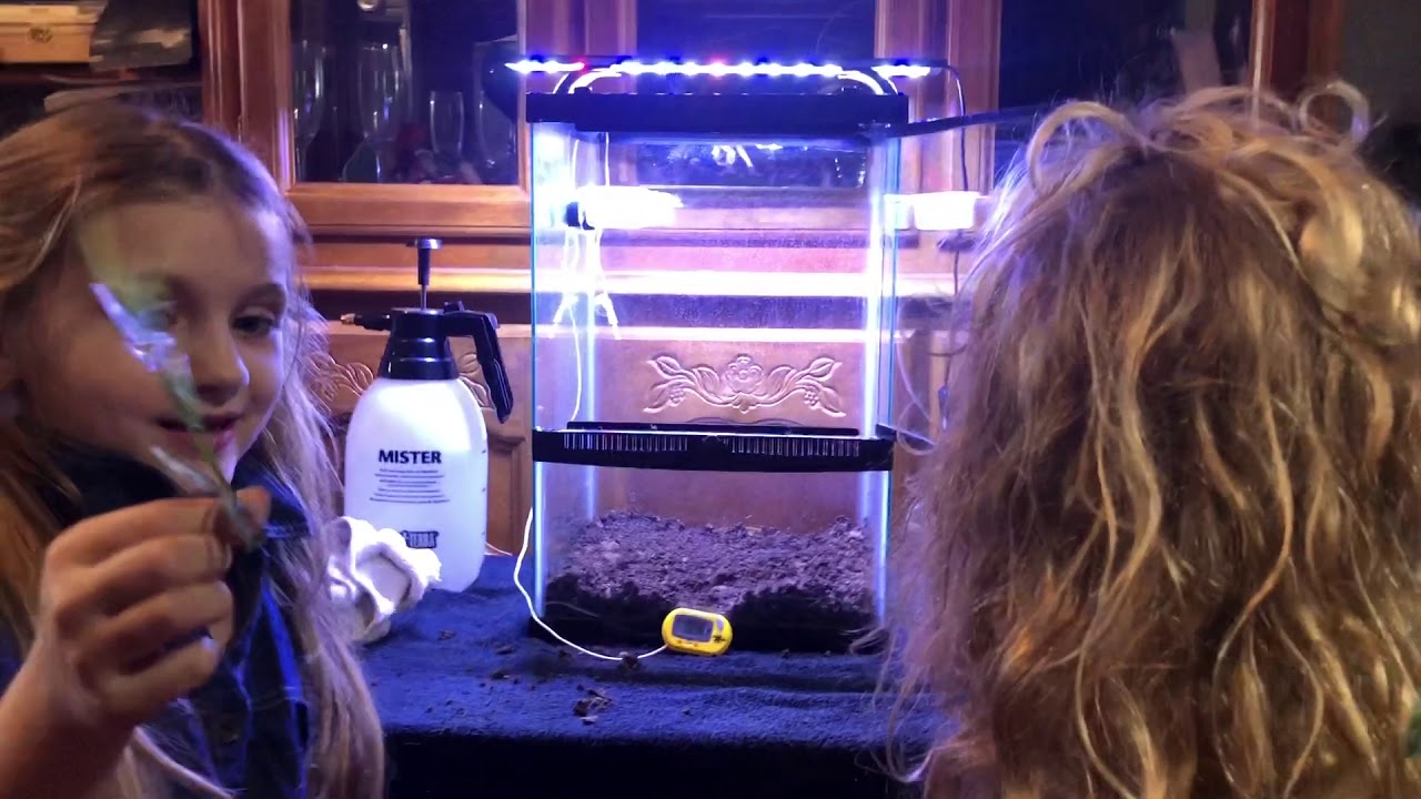 How to set up a gargoyle gecko tank - YouTube