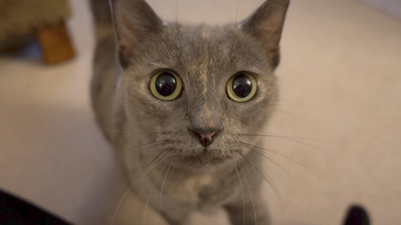 Gray C Purring - YouTube