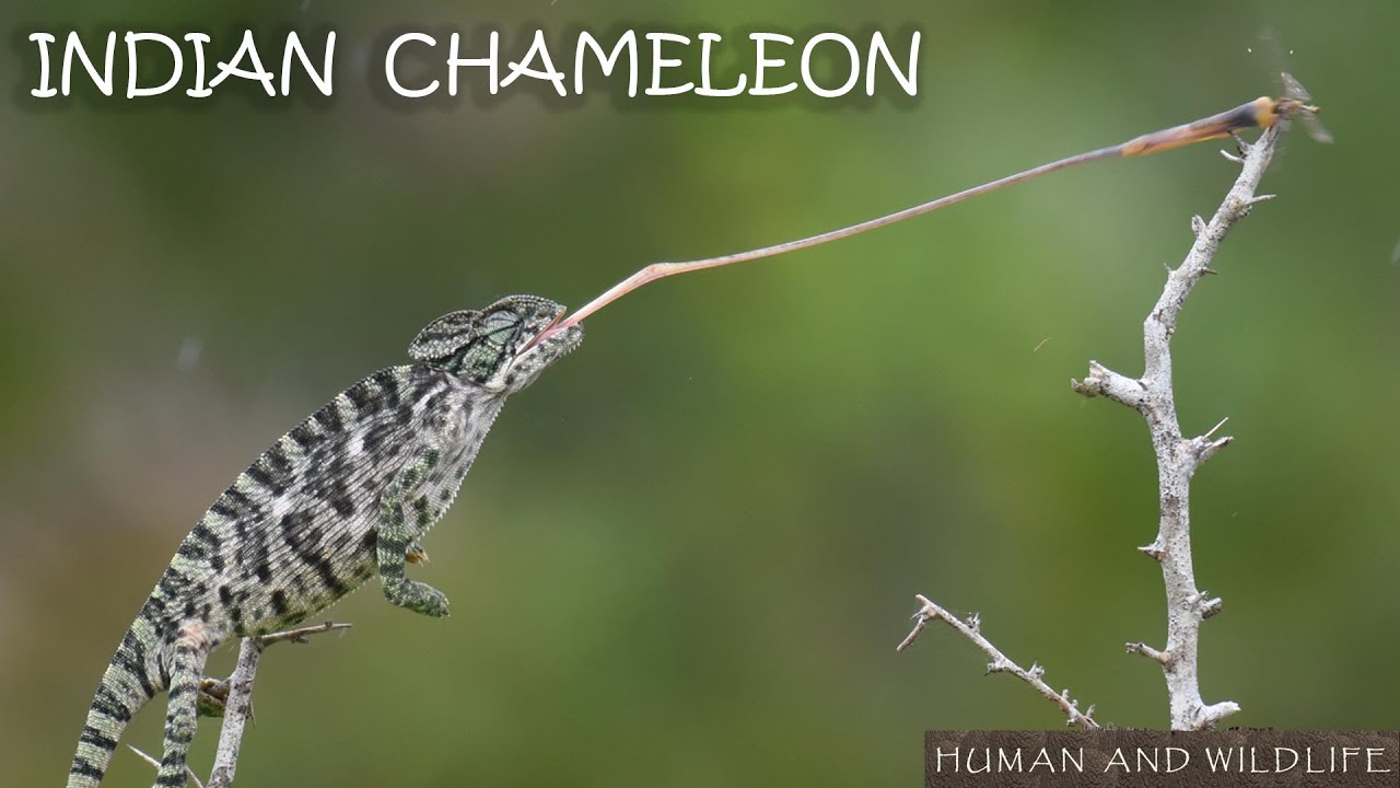 Indian Chameleon (Bodilima - බෝදිලිමා) - YouTube