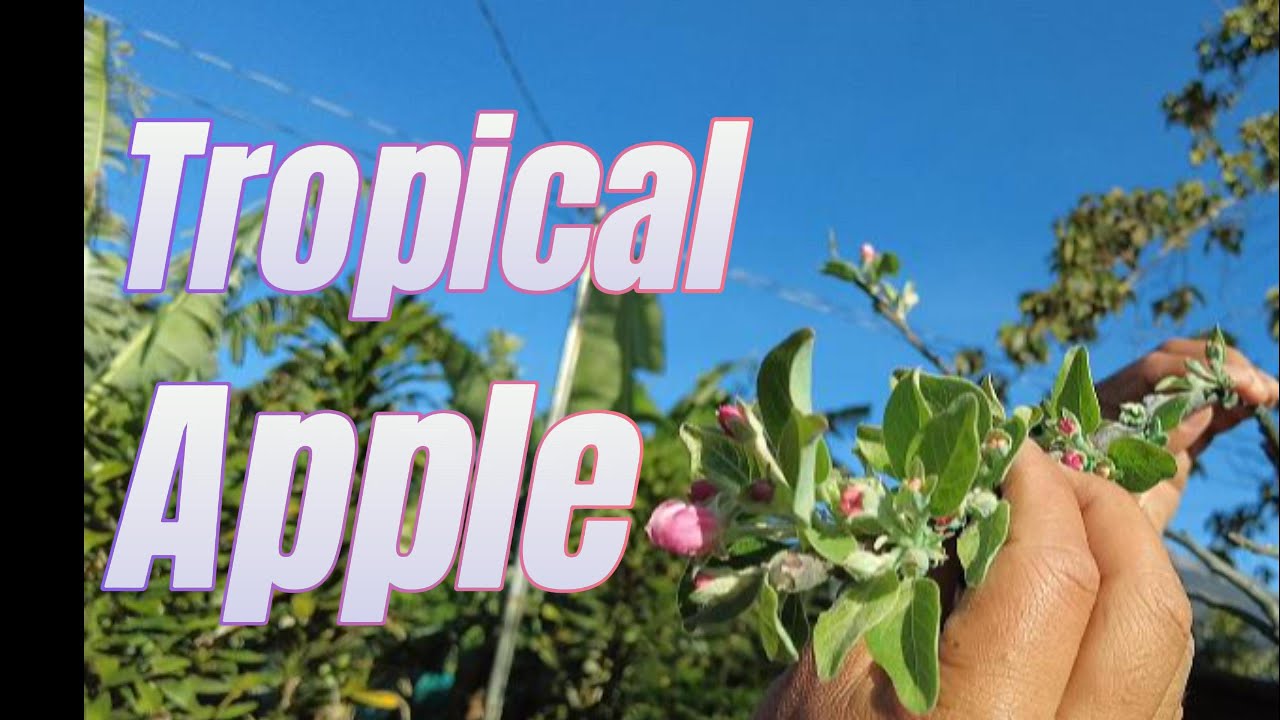 Tropical Apple - YouTube