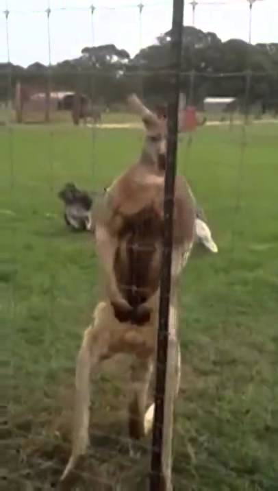Buff Kangaroo Strikes A Pose For The Camera || KARMA - YouTube
