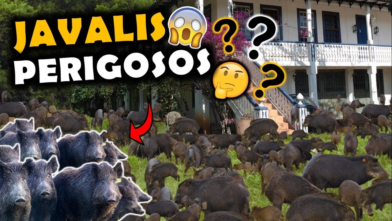 INCRÍVEL! JAVALIS INVADEM E CERCAM CASA DE FAZENDA? DESCUBRA! - YouTube