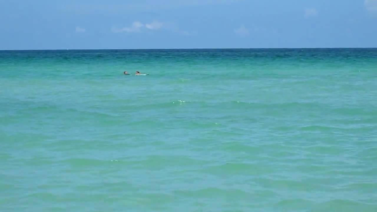 Shark Miami South Beach on July 16th - YouTube