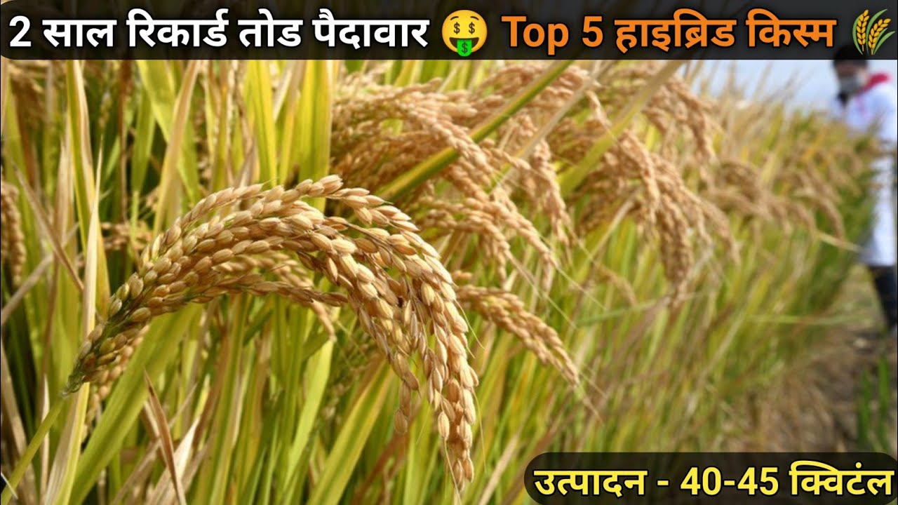 Top 5 Hybrid Paddy Seeds | Dhaan Ki Variety | Dhaan Ki Top Variety ...