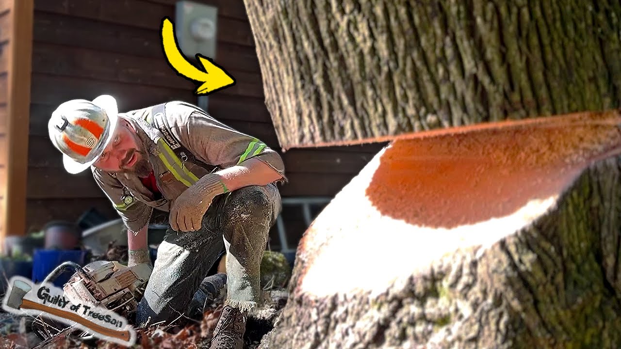 We Needed An ENTIRE TEAM For This Giant Maple And Fir Tree - YouTube