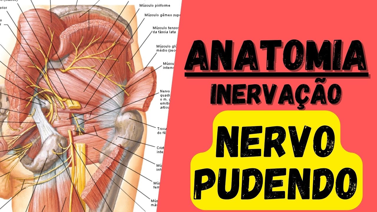 🔴👉 NERVO PUDENDO - Inervação 9 do Membro Inferior (MMII) - Anatomia ...
